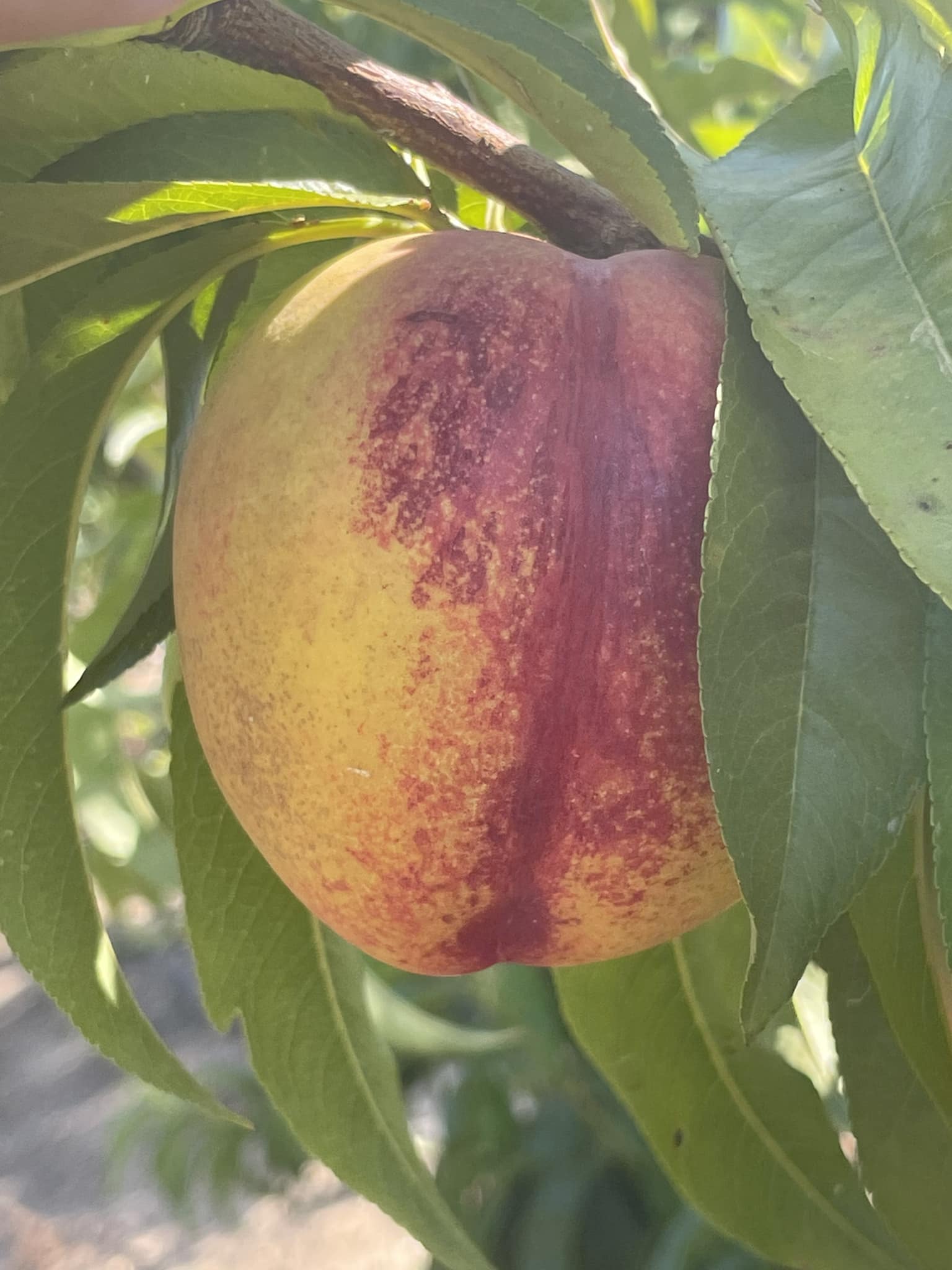 Moffatt Ranch | U-Pick Peaches & Nectarines | Brentwood, CA